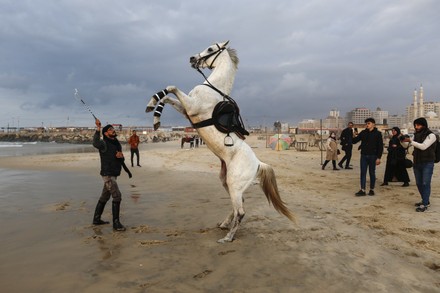 Horses Stand Front Gaza Beach During Editorial Stock Photo - Stock ...