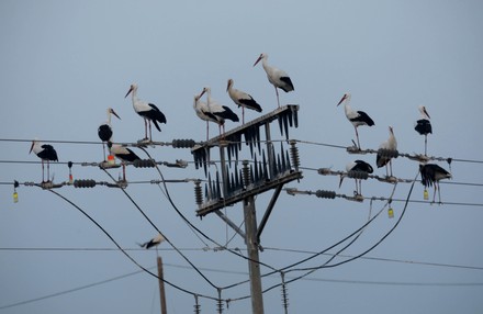 Flock Starlings Rest On Telegraph Pole Editorial Stock Photo - Stock ...