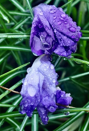 Battered Crocus Flowers After Night Heavy Editorial Stock Photo - Stock ...