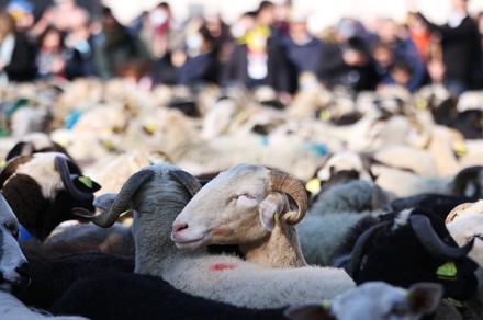 Total 2022 Sheep Parade On Champselysees Editorial Stock Photo - Stock ...