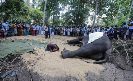 'Nadungamuwa Raja' Tusker funeral in Sri Lanka, Colombo - 07 Mar 2022 ...