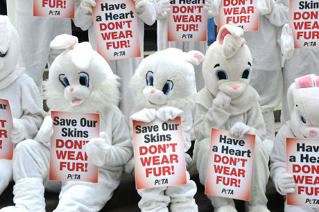 46 Protest sign placard anti fur Stock Pictures, Editorial Images and ...