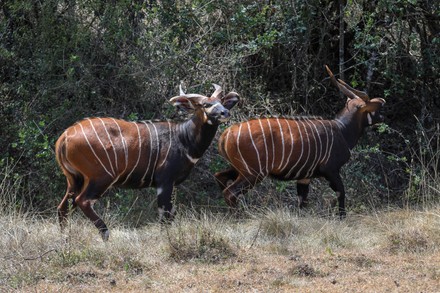 Two First 5 Mountain Bongos C Editorial Stock Photo - Stock Image ...