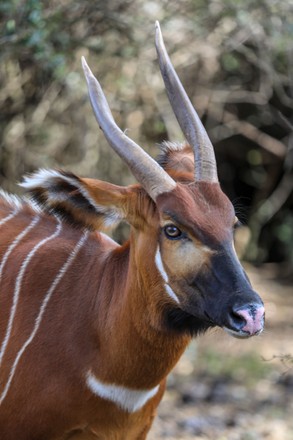 Female Mountain Bongo Breeding Boma Where Editorial Stock Photo - Stock ...