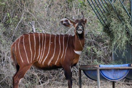 Female Mountain Bongo Feeds Breeding Boma Editorial Stock Photo - Stock ...