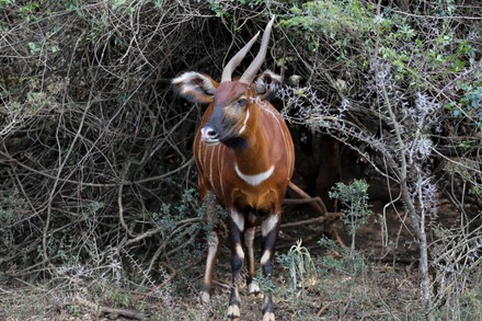 Female Mountain Bongo Breeding Boma Where Editorial Stock Photo - Stock ...