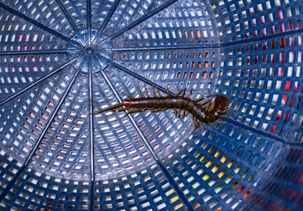 Centipedes Elongated Metameric Creatures One Pair Editorial Stock Photo ...