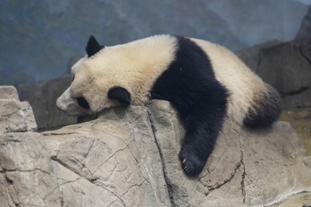 __COUNT__ u.s. Washington, d.c. Smithsonian's National Zoo Giant Panda ...