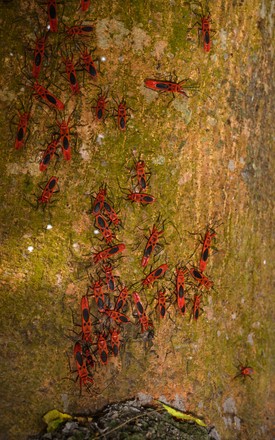 20 Giant red bug Stock Pictures, Editorial Images and Stock Photos ...