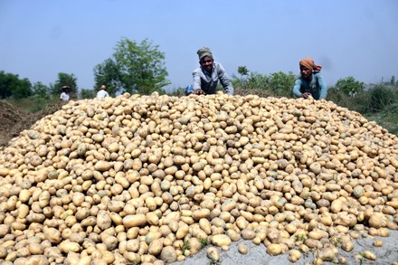 750 Potato field Stock Pictures, Editorial Images and Stock Photos ...