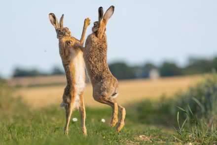 Little Hare Raising Fur Seen Flying Editorial Stock Photo - Stock Image ...