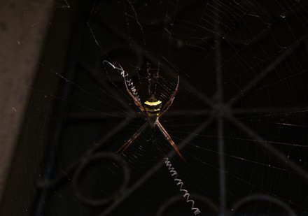 Signature Spider Argiope Anasuja Species Harmless Editorial Stock Photo ...