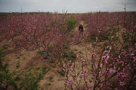 Picture Peach Blossom Flowers Beit Hanoun Editorial Stock Photo - Stock ...
