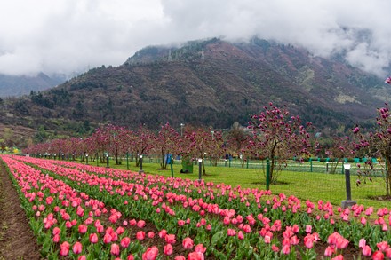 Spring in Kashmir, India - 24 Mar 2022 Stock Pictures, Editorial Images ...