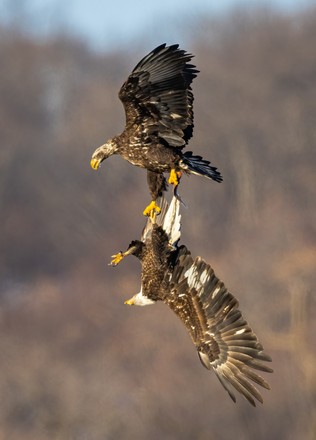 Pair Bald Eagles Fight Over Fish Editorial Stock Photo - Stock Image ...