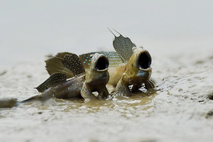 Mud Skip Jump Two Fish Appear Editorial Stock Photo - Stock Image ...