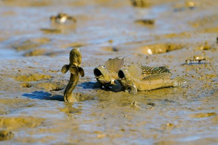 Mud Skip Jump Two Fish Appear Editorial Stock Photo - Stock Image ...