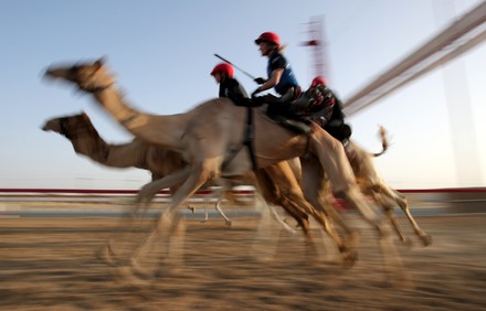 500 Camel riders Stock Pictures, Editorial Images and Stock Photos ...
