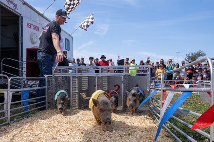 Swifty Swine Pig Races Prior Nascar Editorial Stock Photo - Stock Image ...