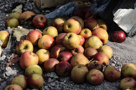 Apples Scattered Among Debris Scorched Ruins Editorial Stock Photo ...