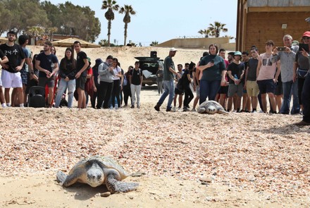 People Look On Loggerhead Sea Turtles Editorial Stock Photo - Stock ...
