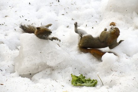 Squirrels Tussle Over Lettuce Leaf Animals Editorial Stock Photo ...