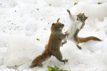 Squirrels Tussle Over Lettuce Leaf Animals Editorial Stock Photo ...