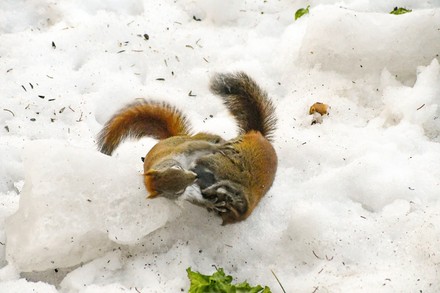 Squirrels Tussle Over Lettuce Leaf Animals Editorial Stock Photo ...