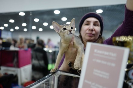 Woman Shows Cat During Cat Show Editorial Stock Photo - Stock Image ...