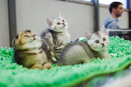 500 Cat breeds Stock Pictures, Editorial Images and Stock Photos ...