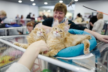 500 Cat breeds Stock Pictures, Editorial Images and Stock Photos ...