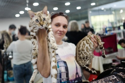 Woman Shows Cats During Cat Show Editorial Stock Photo - Stock Image ...