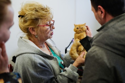 People Look Cat During Cat Show Editorial Stock Photo - Stock Image ...