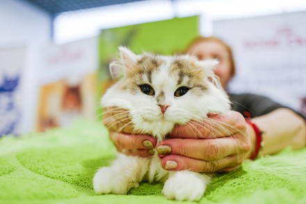 500 Cat breeds Stock Pictures, Editorial Images and Stock Photos ...