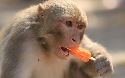 Monkey Eats Popsicle Amid Hot Weather Editorial Stock Photo - Stock ...