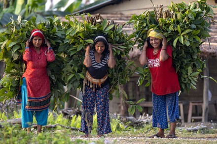 Nepal Terai Province Barauli Village Tharu Editorial Stock Photo ...