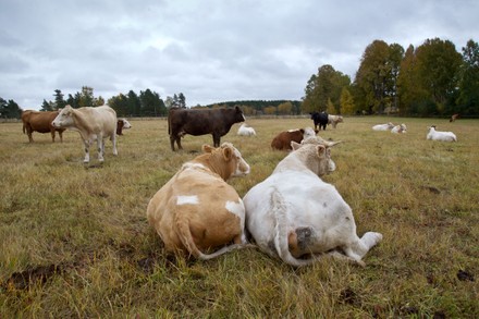 Cattles Pasture Editorial Stock Photo - Stock Image | Shutterstock