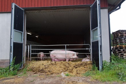 Pigs On Pig Farm Editorial Stock Photo - Stock Image | Shutterstock
