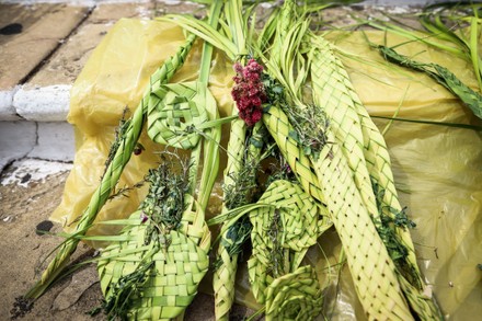 Pindo Karapi Palm Composed Palm Leaves Editorial Stock Photo - Stock ...