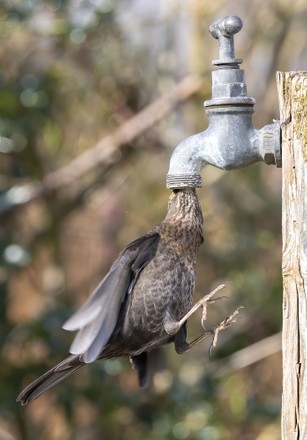 Blackbird Manages Drink Tap While Hovering Editorial Stock Photo ...