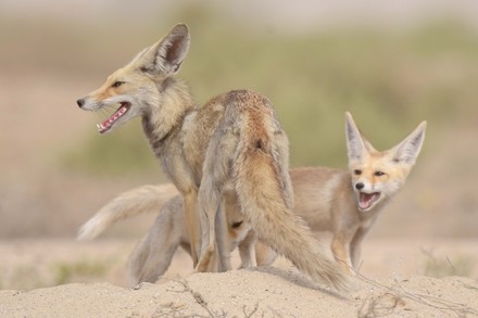 2,000 Red foxes Stock Pictures, Editorial Images and Stock Photos ...