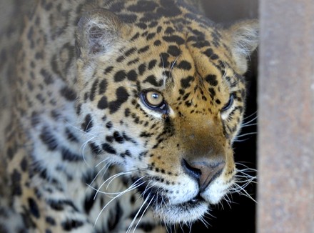Displaced animals in Vinnytsia zoo, Ukraine - 15 Apr 2022 Stock ...