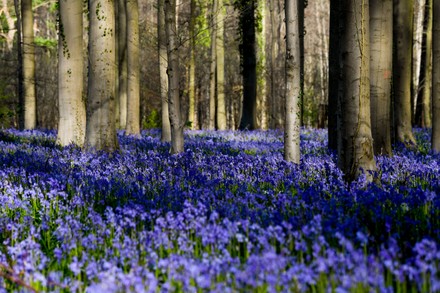 Hallerbos Blue Forest Largest Most Extensive Editorial Stock Photo ...