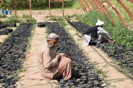 250 Farm in afghanistan Stock Pictures, Editorial Images and Stock ...