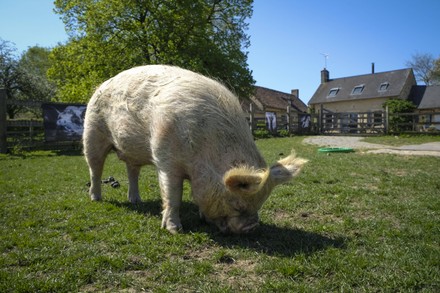 Groin Groin animal shelter, Neuvillette, France - 16 Apr 2022 Stock ...