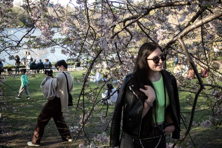 People Enjoying Spring Cherry Blossom Central Editorial Stock Photo ...