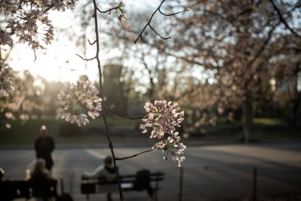 People Enjoying Spring Cherry Blossom Central Editorial Stock Photo ...