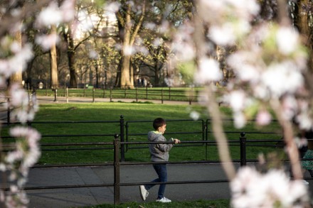 People Enjoying Spring Cherry Blossom Central Editorial Stock Photo ...
