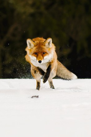 Sequence 2 14 Red Fox Pounces Editorial Stock Photo - Stock Image ...
