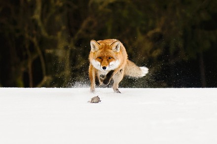 Sequence 3 14 Red Fox Pounces Editorial Stock Photo - Stock Image ...
